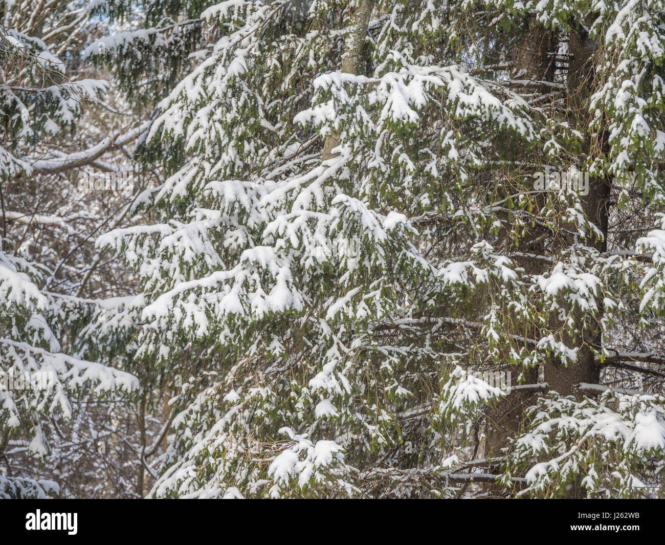 Branches of spruce in the snow Stock Photo - Alamy