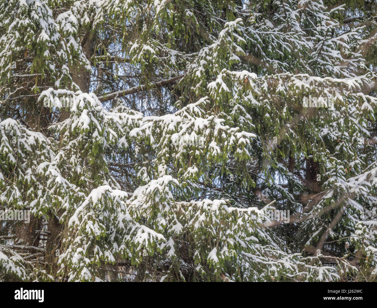 Branches of spruce in the snow Stock Photo - Alamy