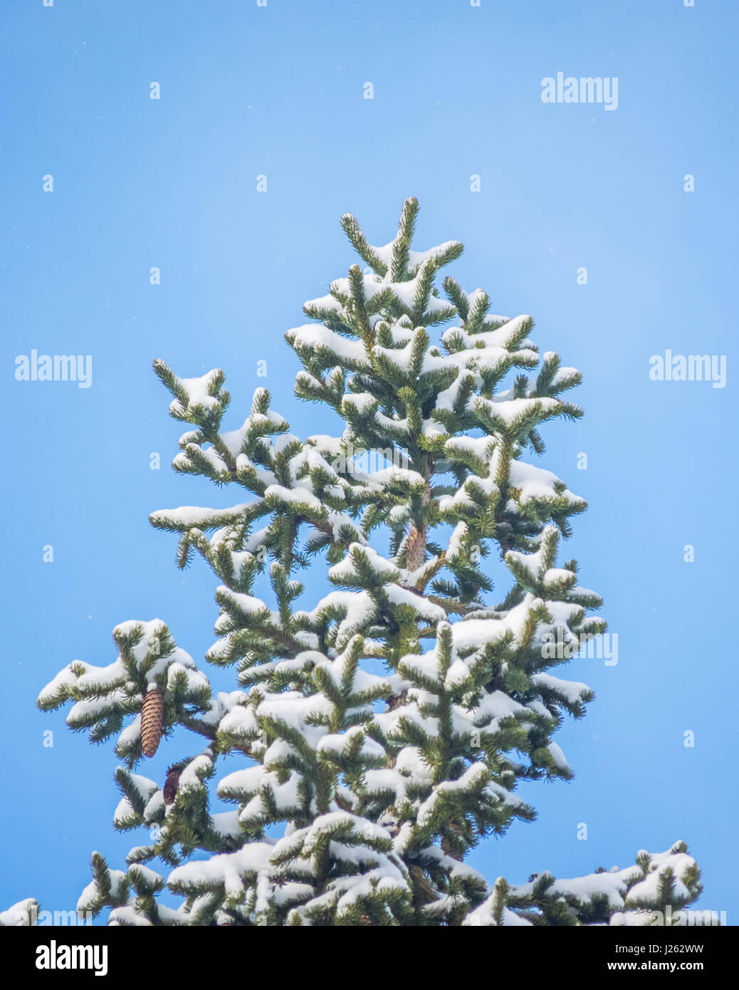 Branches of spruce in the snow Stock Photo - Alamy