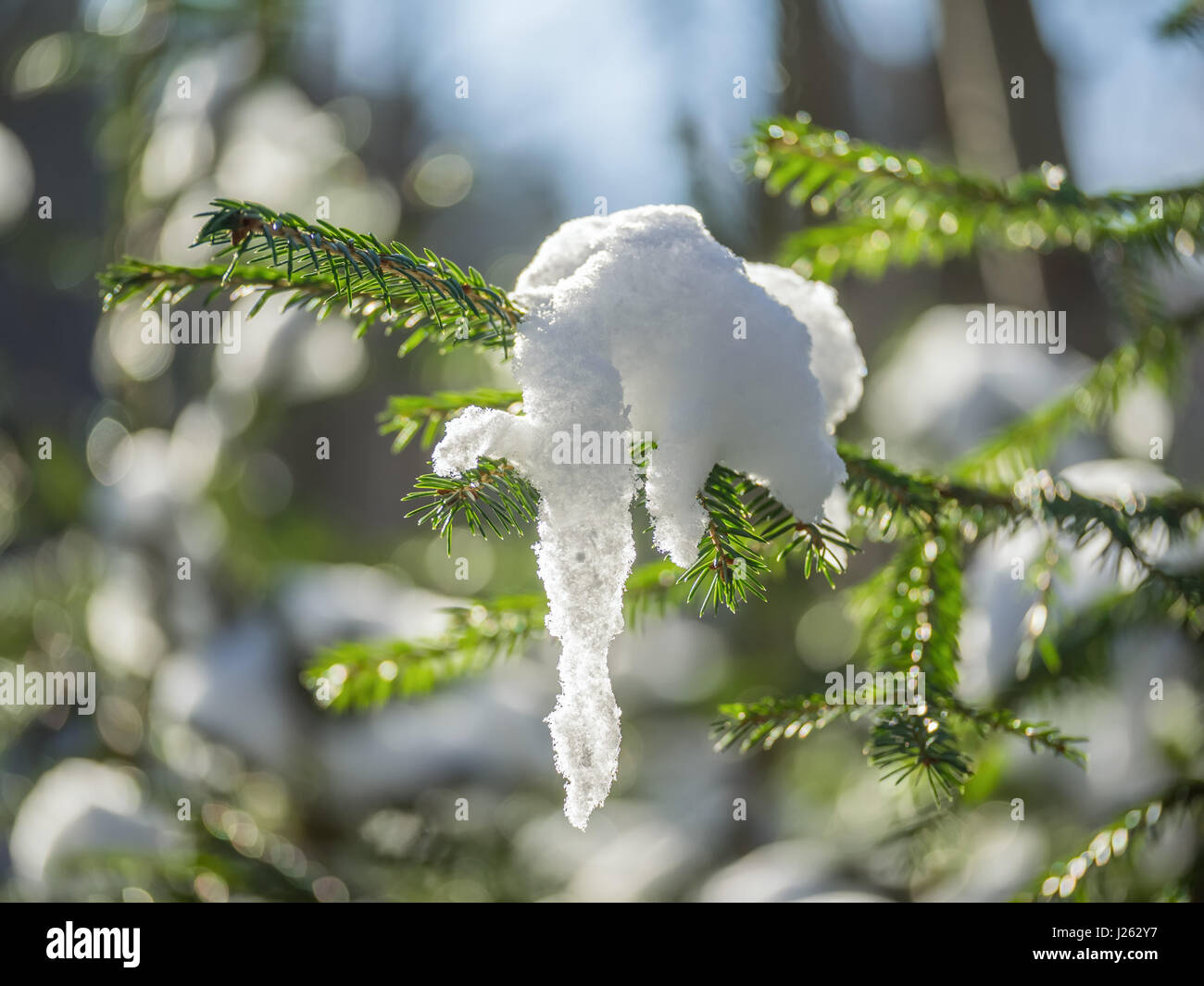 Branches of spruce in the snow Stock Photo - Alamy