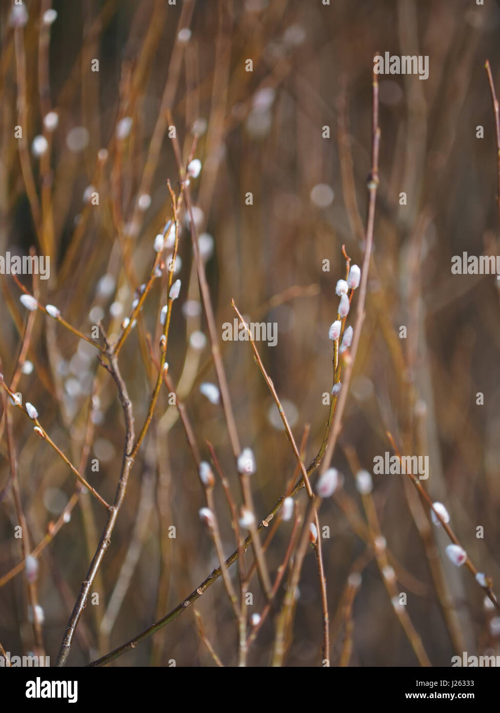 Spring willows spring Stock Photo - Alamy