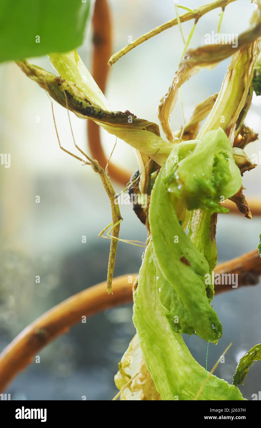 Indian stick insect in the insectarium Stock Photo - Alamy