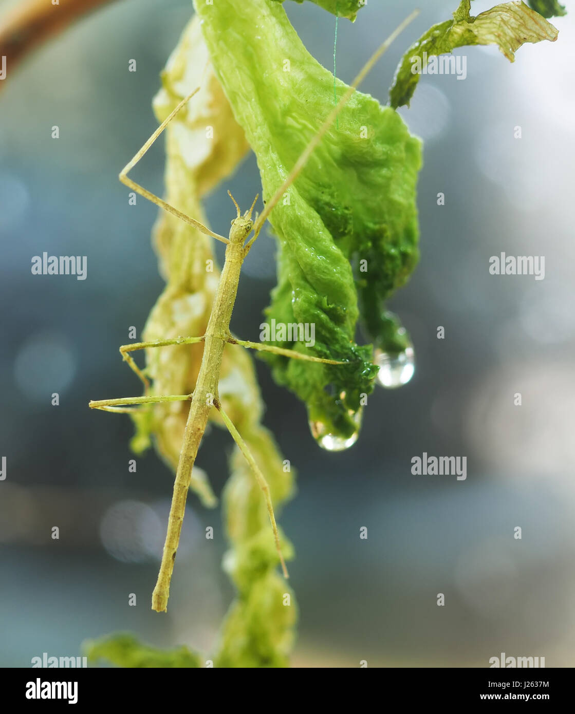 Indian stick insect in the insectarium Stock Photo - Alamy