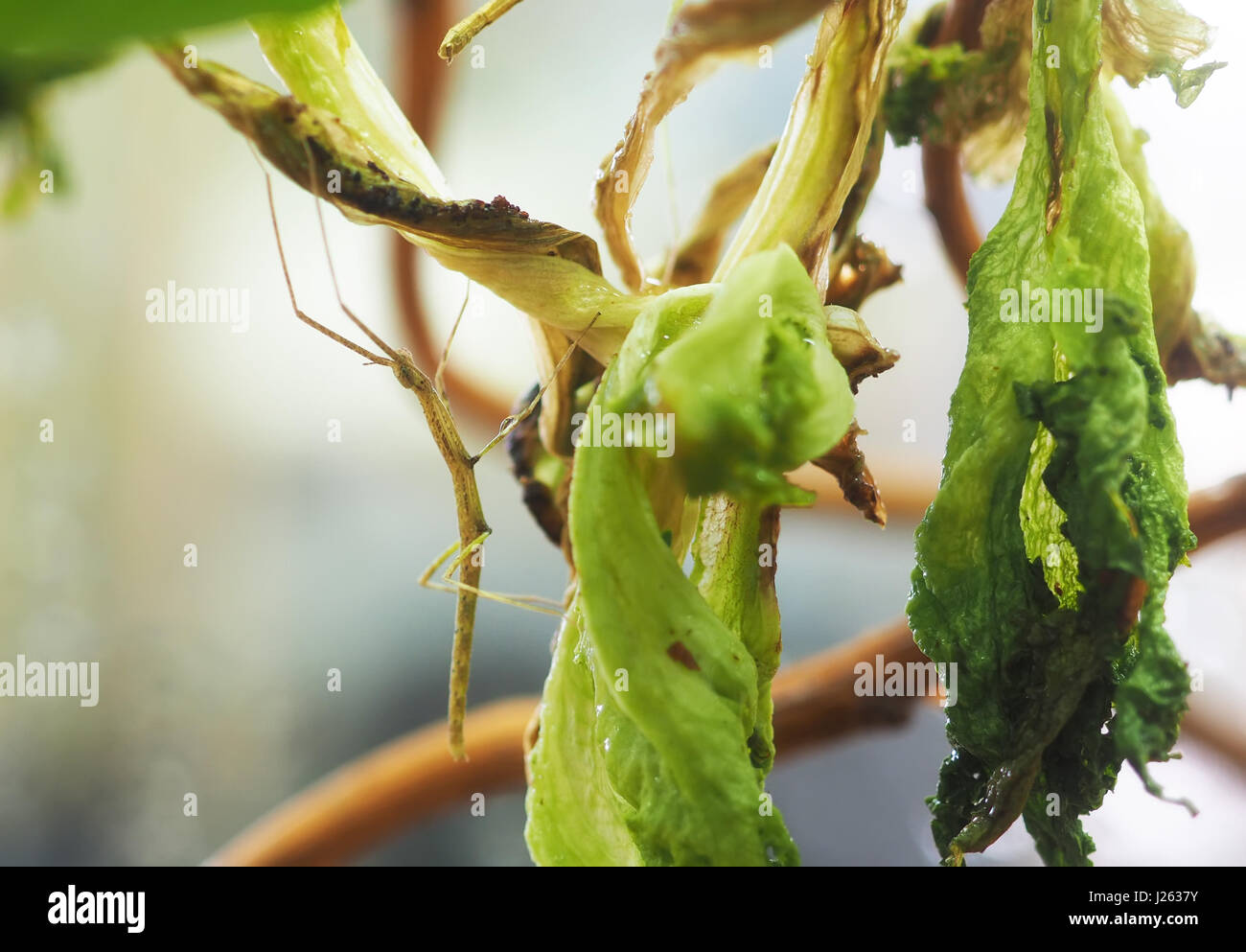 Indian stick insect in the insectarium Stock Photo - Alamy