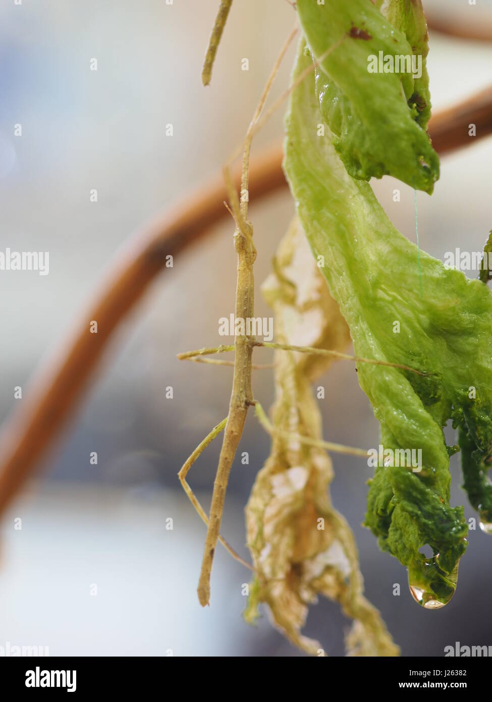 Indian stick insect in the insectarium Stock Photo - Alamy