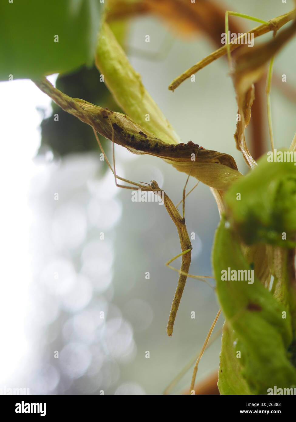 Indian stick insect in the insectarium Stock Photo - Alamy