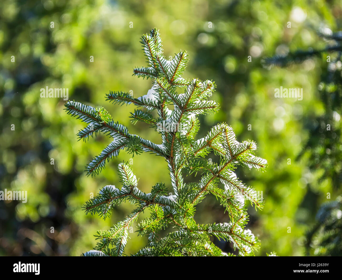 spruce twigs winter Stock Photo - Alamy