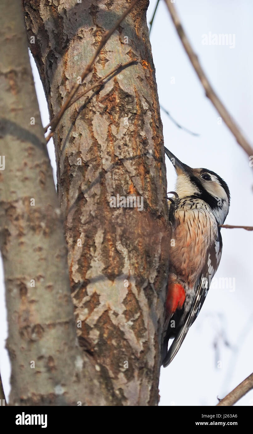 white-backed woodpecker in the woods Stock Photo - Alamy