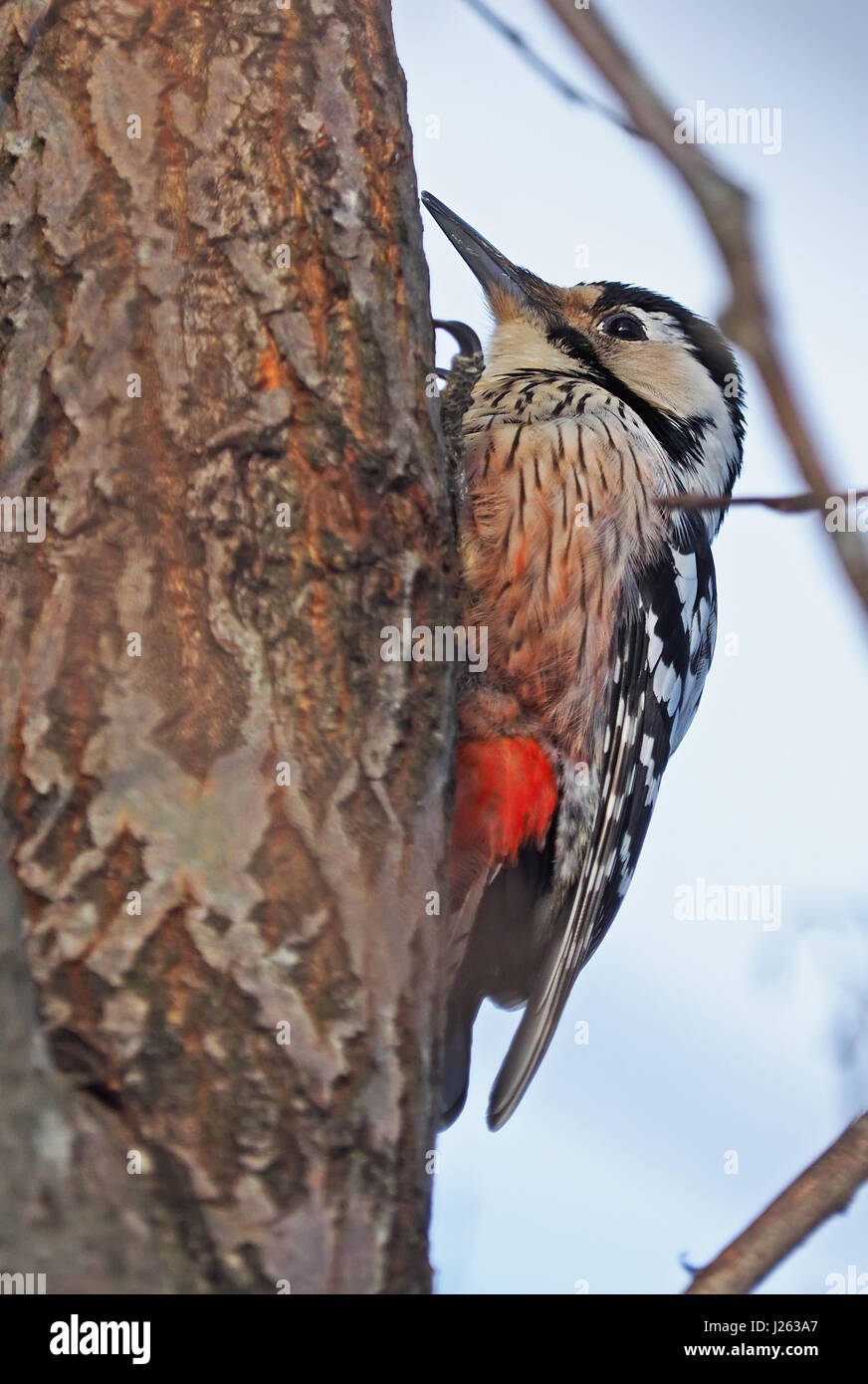 white-backed woodpecker in the woods Stock Photo - Alamy