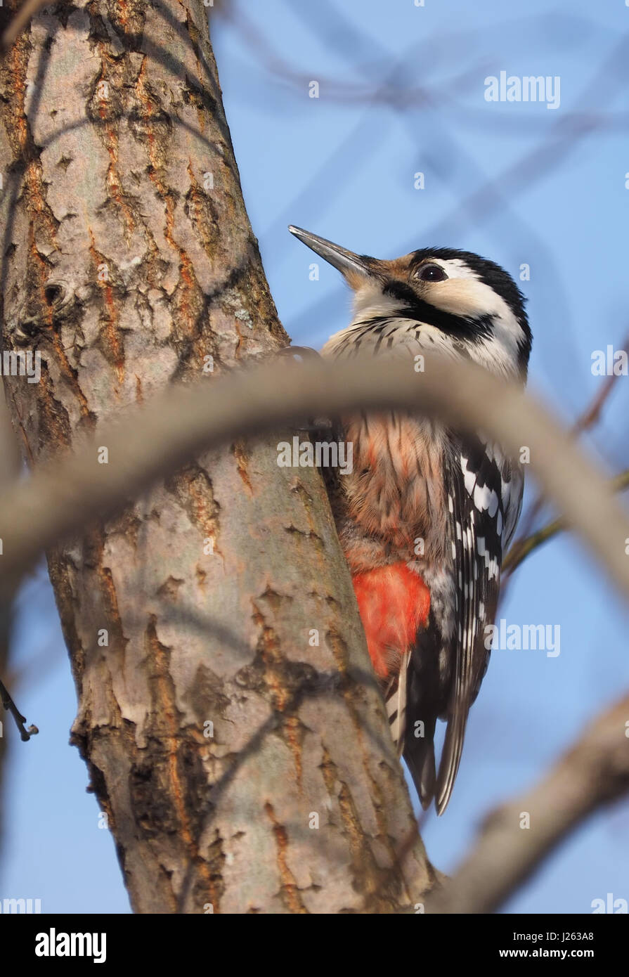 white-backed woodpecker in the woods Stock Photo - Alamy