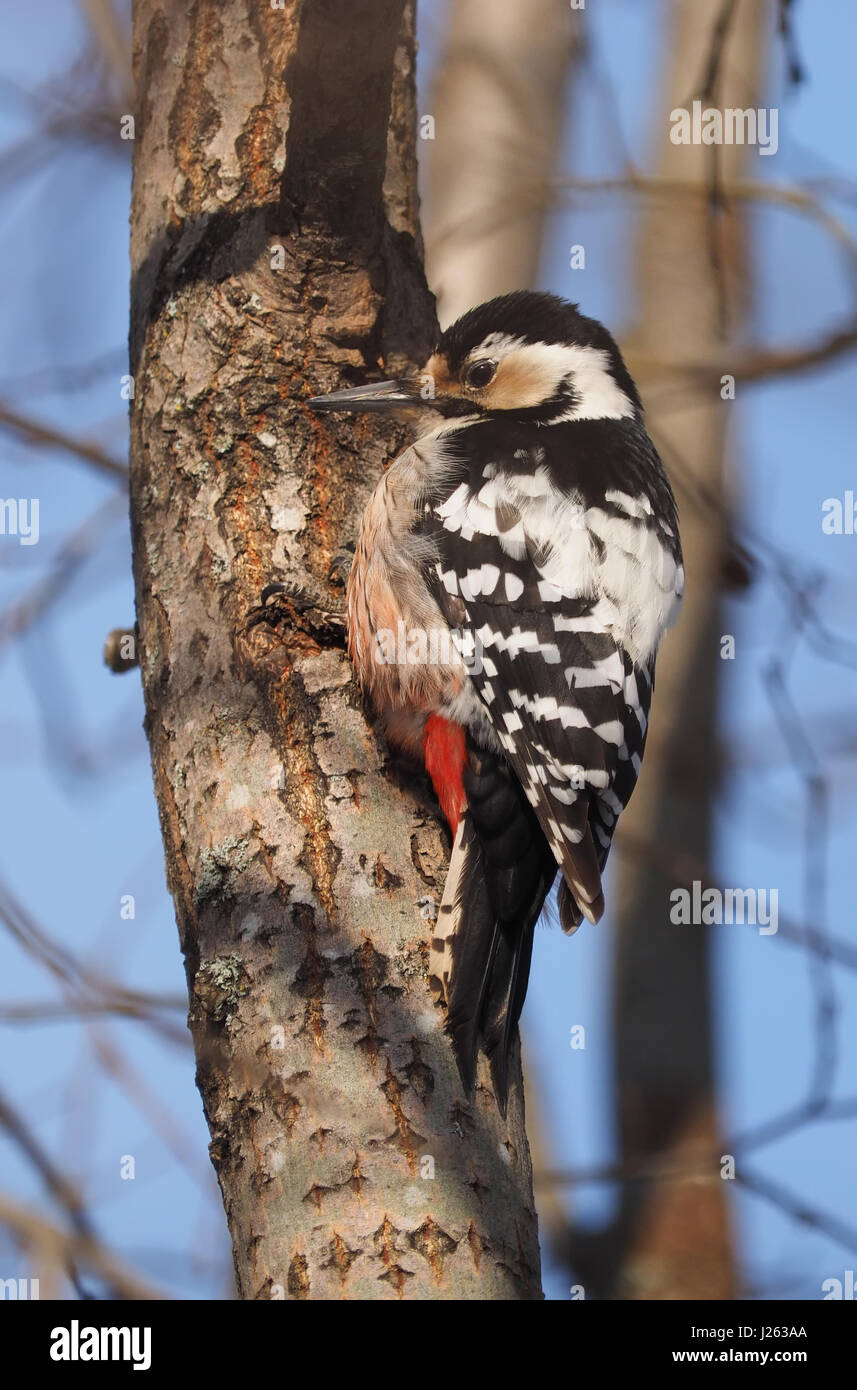 white-backed woodpecker in the woods Stock Photo - Alamy