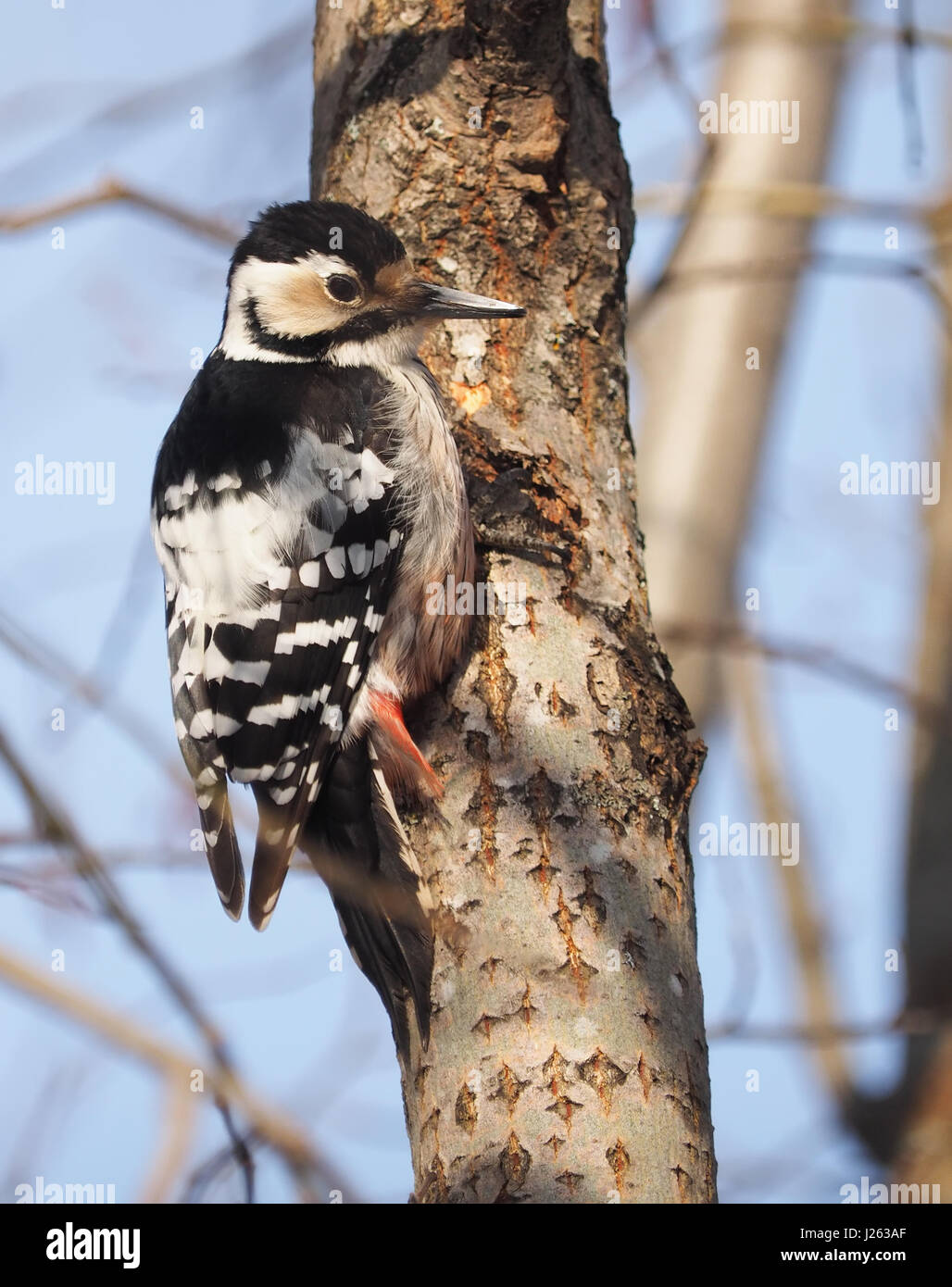 white-backed woodpecker in the woods Stock Photo - Alamy