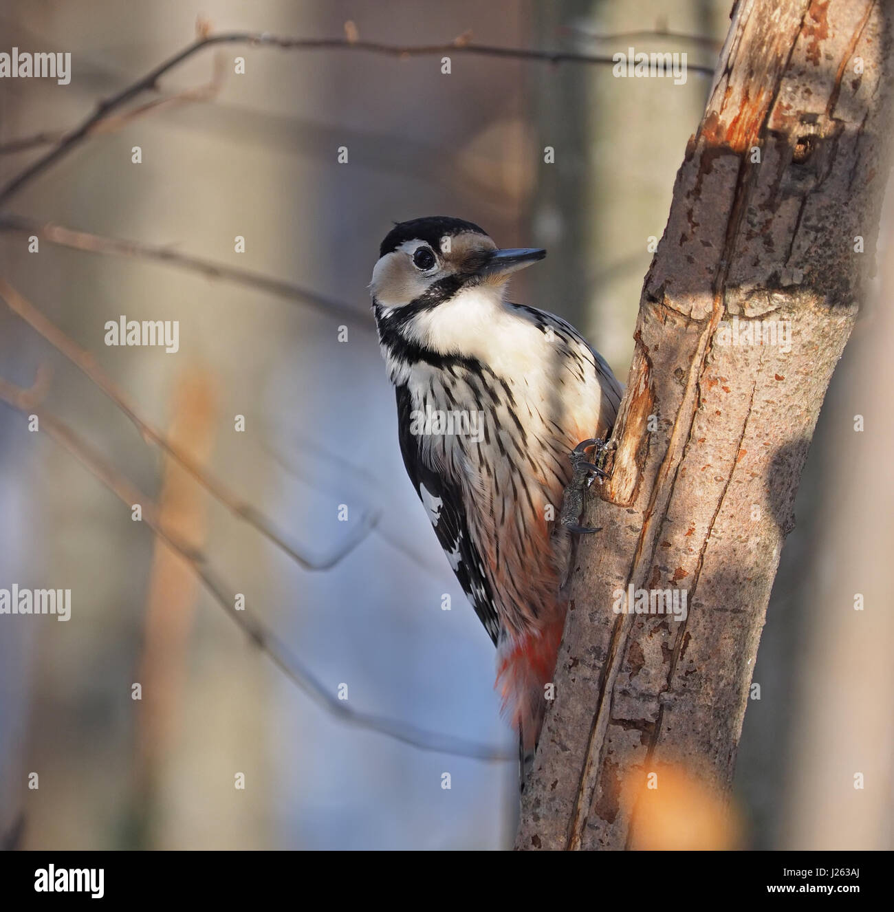 white-backed woodpecker in the woods Stock Photo - Alamy