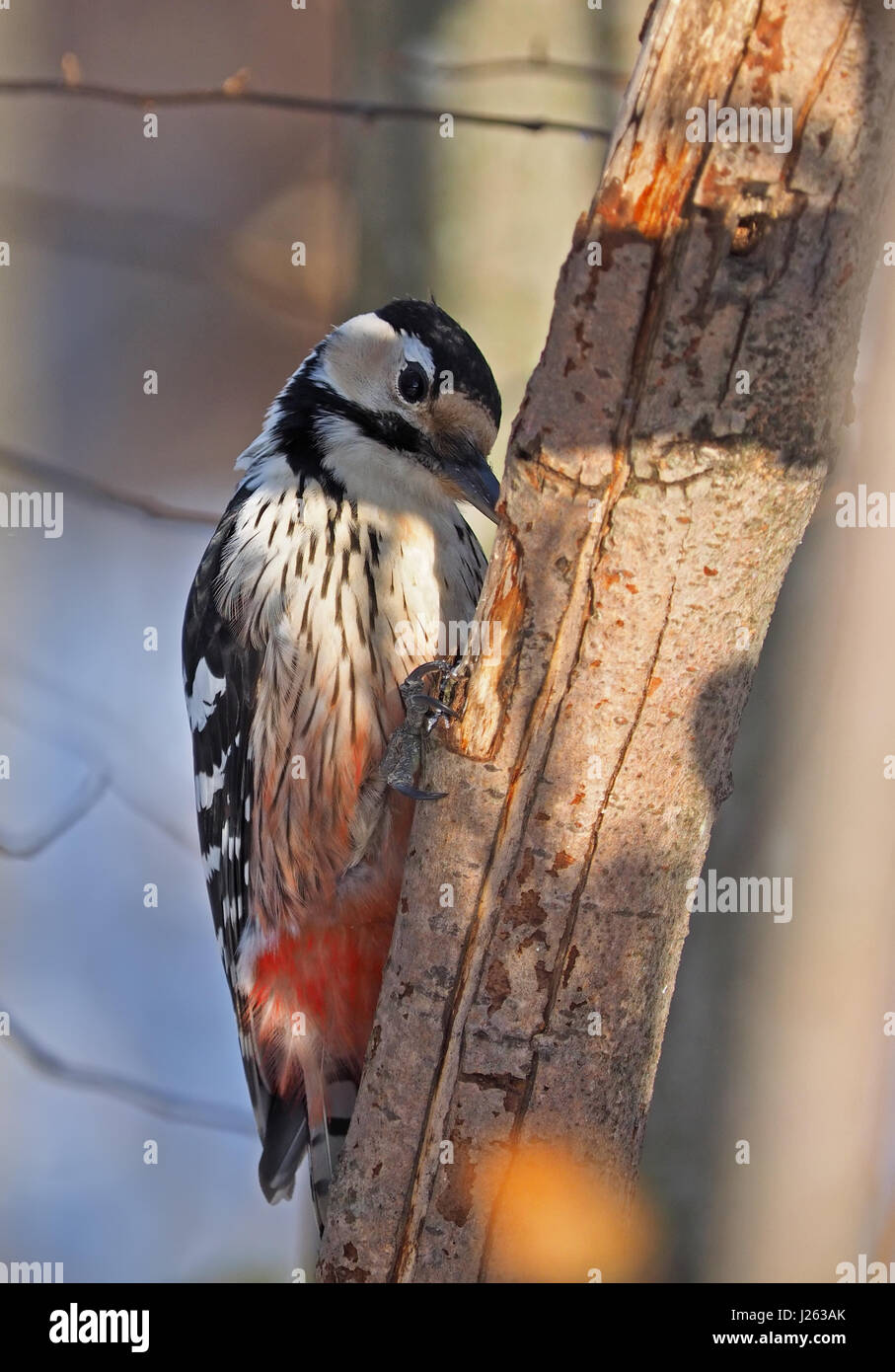 white-backed woodpecker in the woods Stock Photo - Alamy