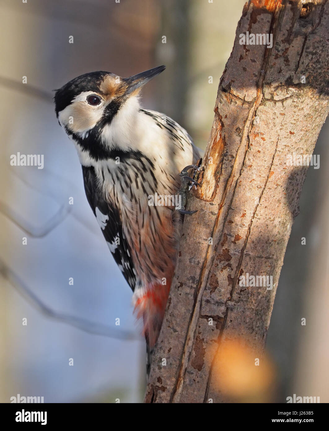 white-backed woodpecker in the woods Stock Photo - Alamy