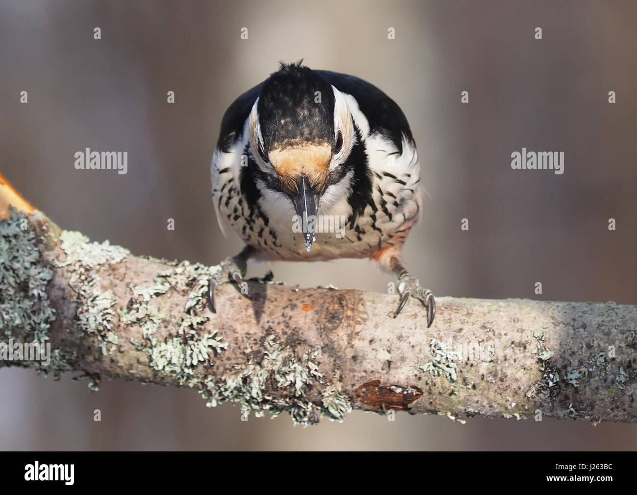 white-backed woodpecker in the woods Stock Photo - Alamy