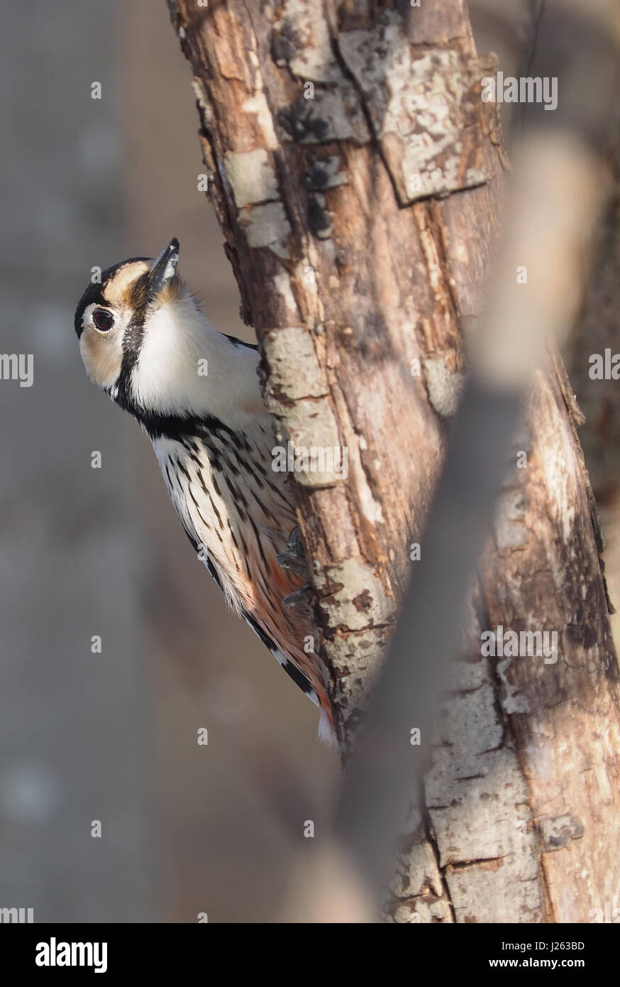 white-backed woodpecker in the woods Stock Photo - Alamy