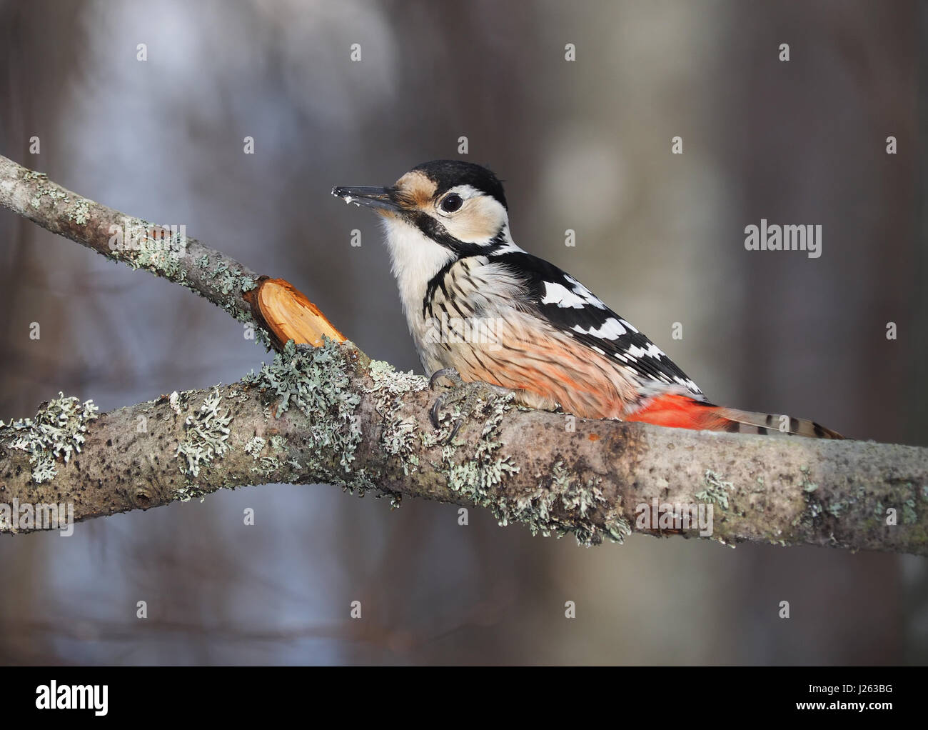 white-backed woodpecker in the woods Stock Photo - Alamy