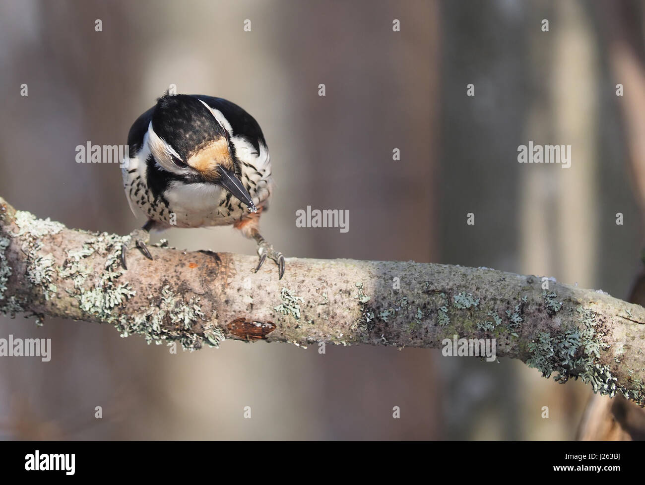 white-backed woodpecker in the woods Stock Photo - Alamy