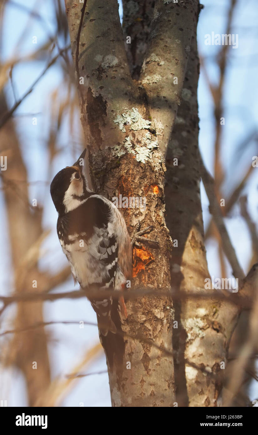 white-backed woodpecker in the woods Stock Photo - Alamy