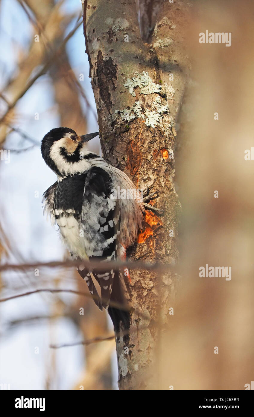white-backed woodpecker in the woods Stock Photo - Alamy