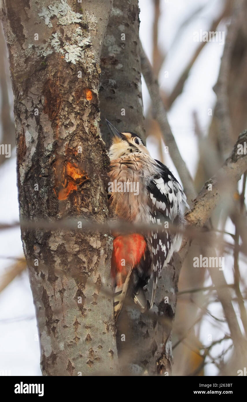 white-backed woodpecker in the woods Stock Photo - Alamy