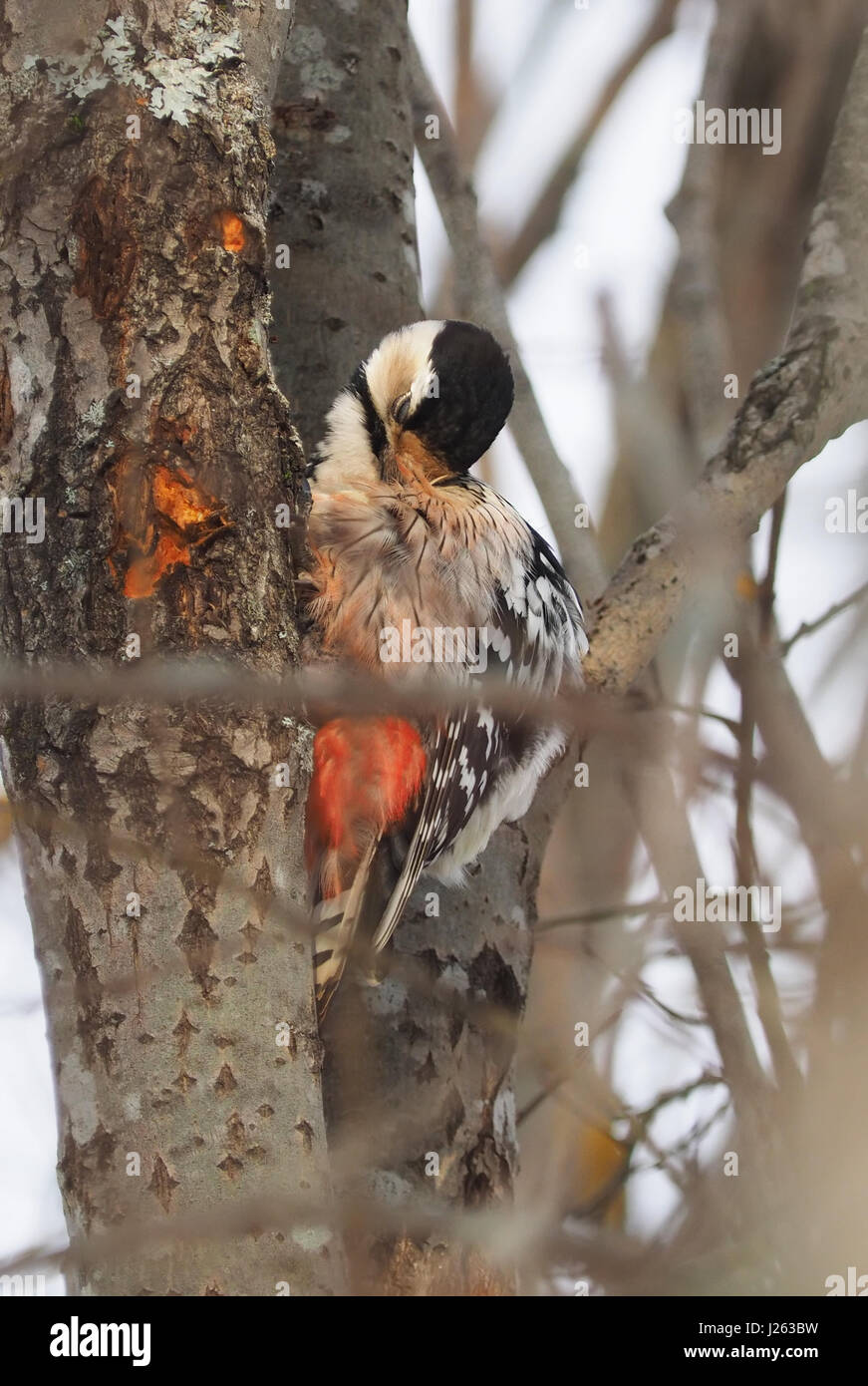 white-backed woodpecker in the woods Stock Photo - Alamy