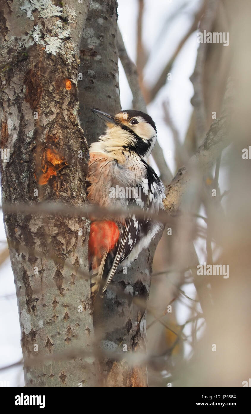 white-backed woodpecker in the woods Stock Photo - Alamy