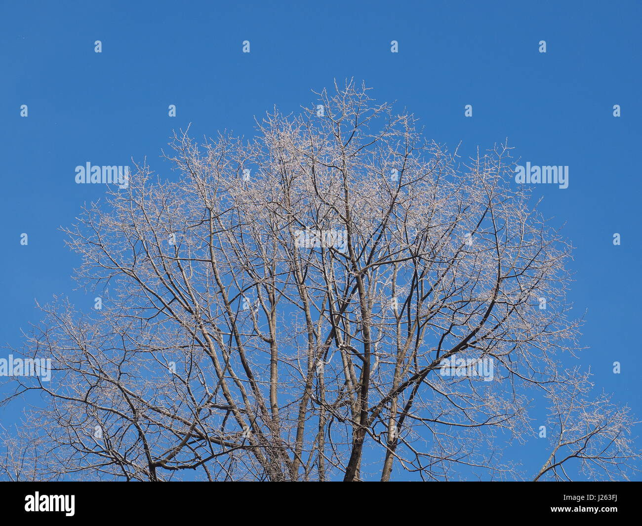 Trees in the snow. Park in winter Stock Photo - Alamy