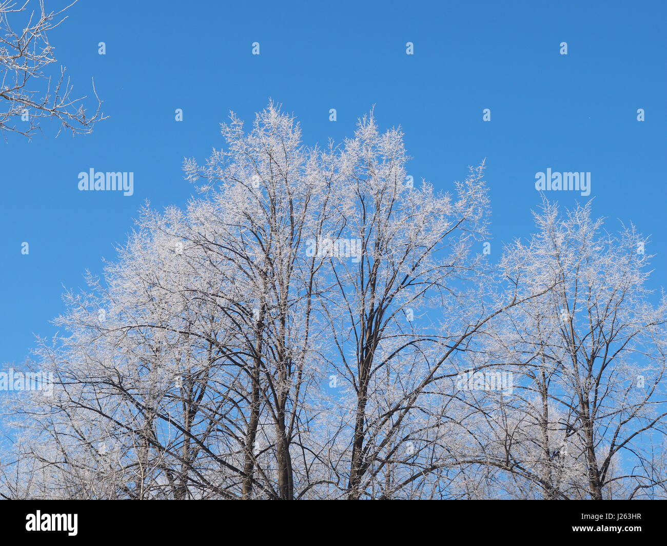 Trees in the snow. Park in winter Stock Photo - Alamy