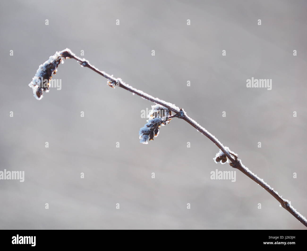 Twig in the snow Stock Photo - Alamy