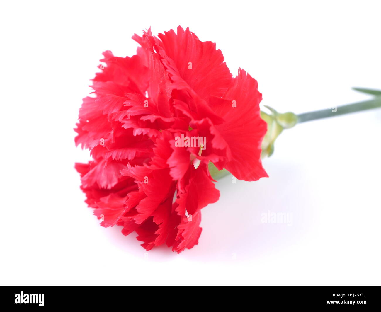 Carnation on a white background Stock Photo - Alamy