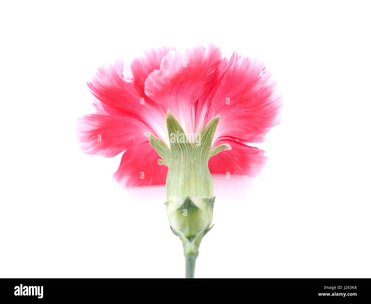 Carnation on a white background Stock Photo - Alamy