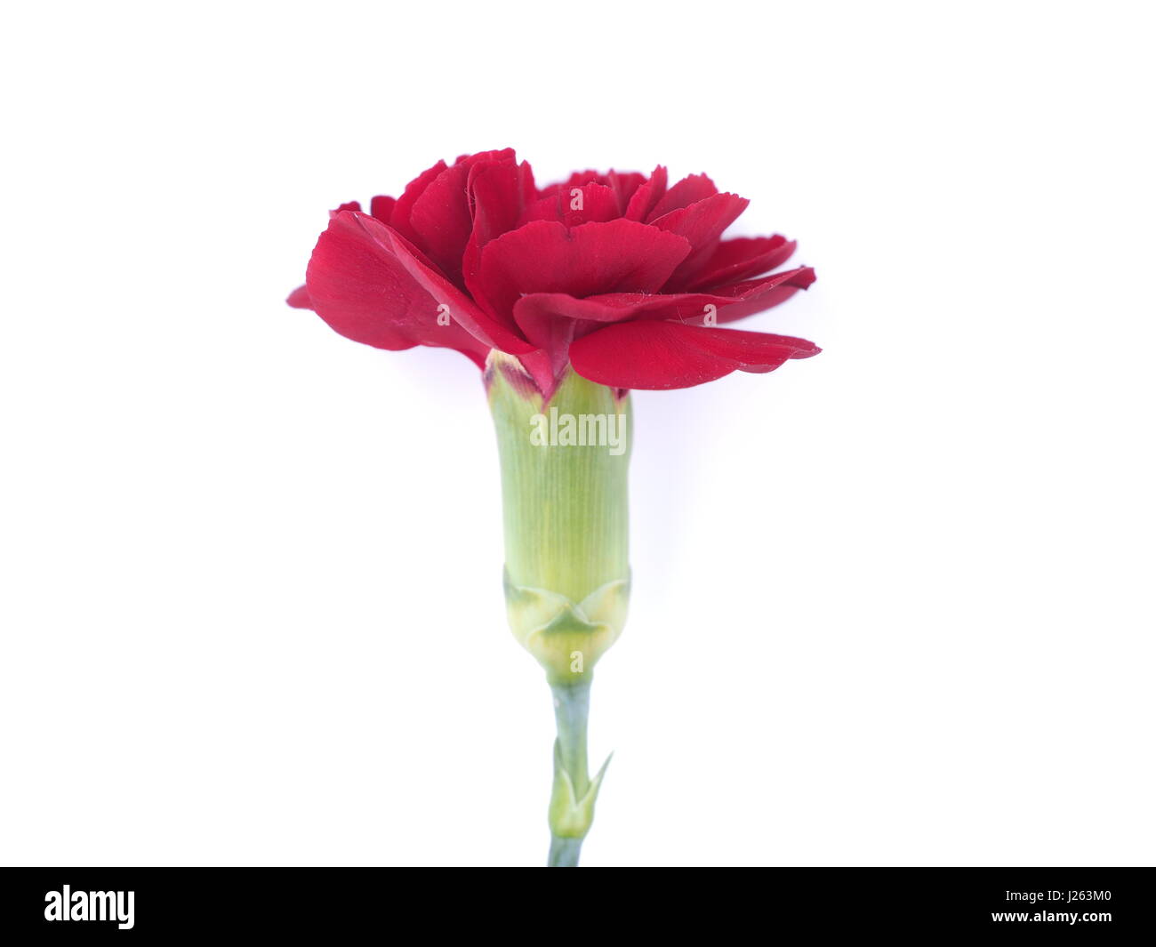 Carnation on a white background Stock Photo - Alamy