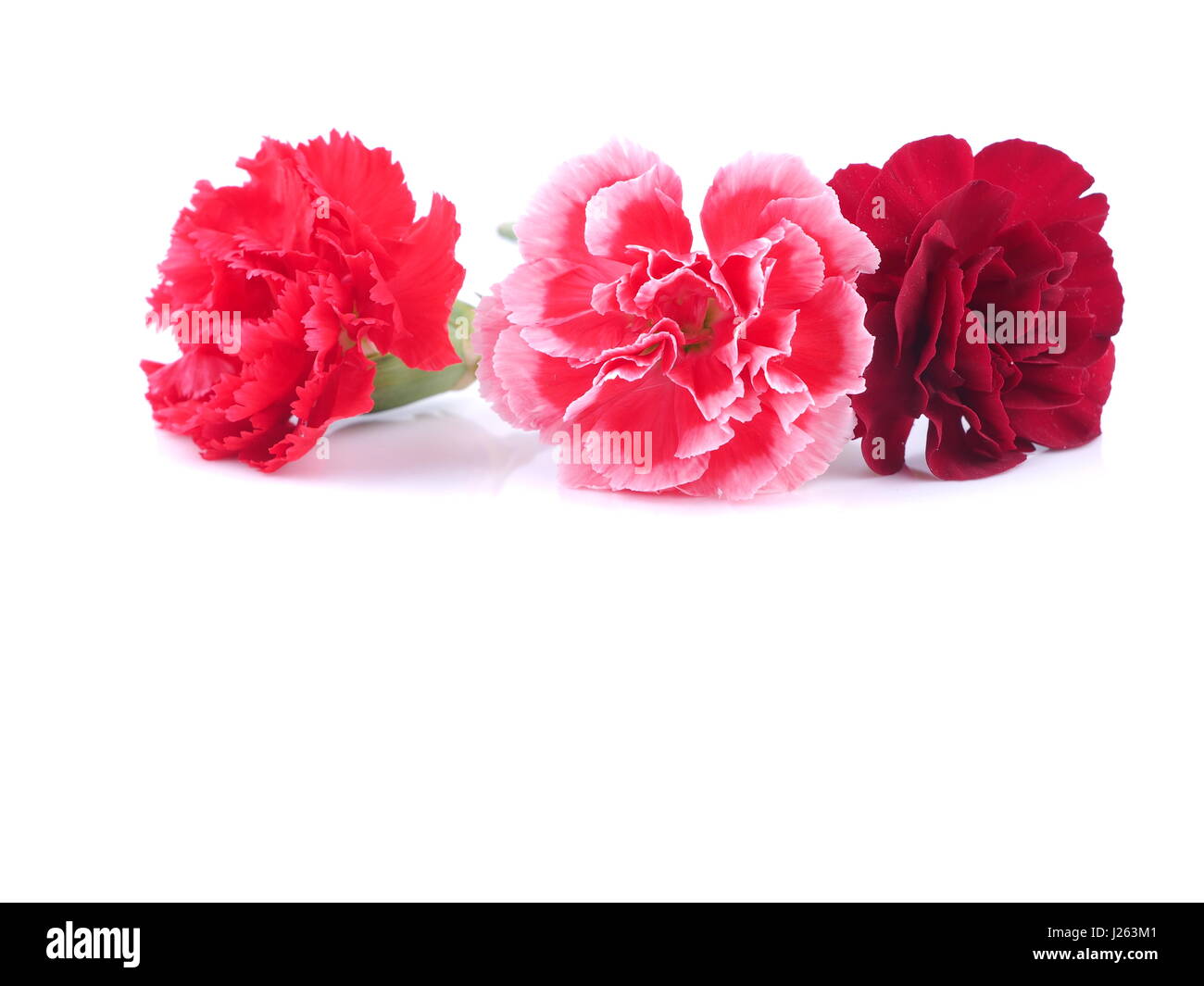 Carnation on a white background Stock Photo - Alamy