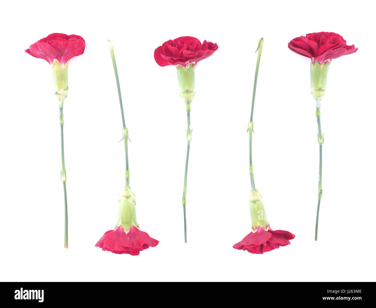 Carnation on a white background Stock Photo - Alamy