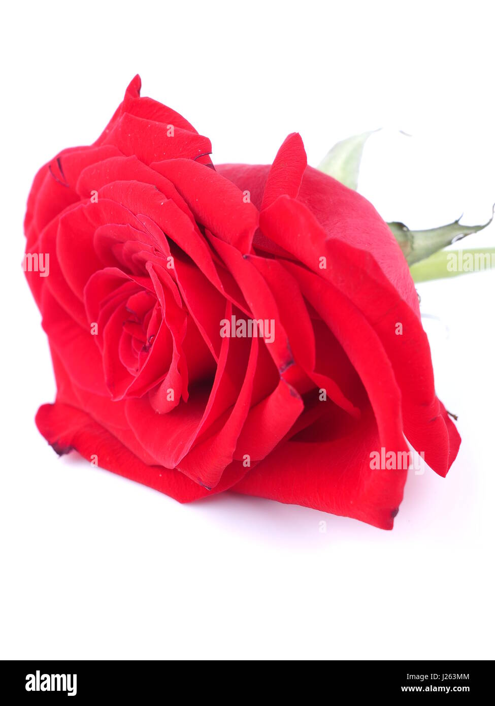red rose on a white background Stock Photo - Alamy