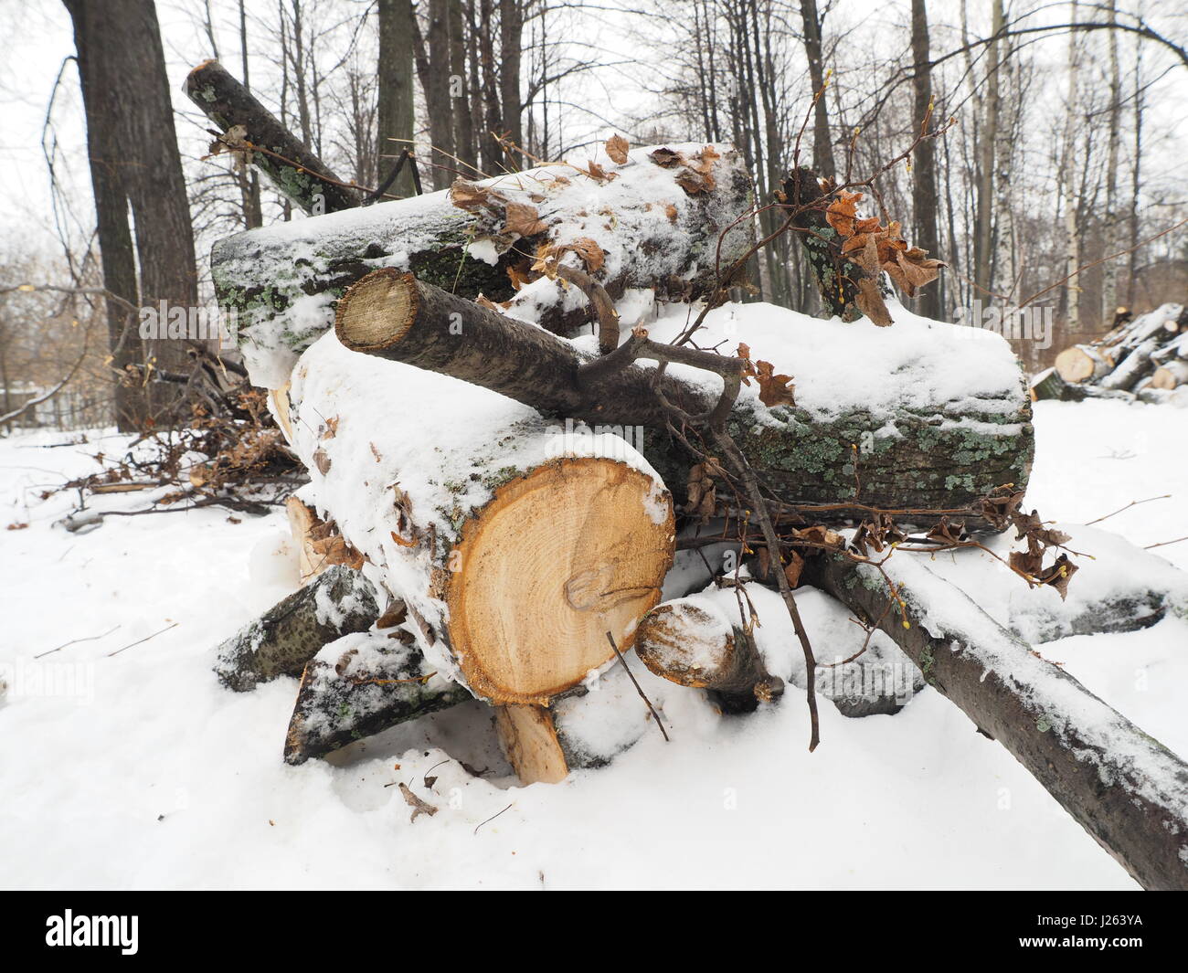 felled trees in the park Stock Photo - Alamy