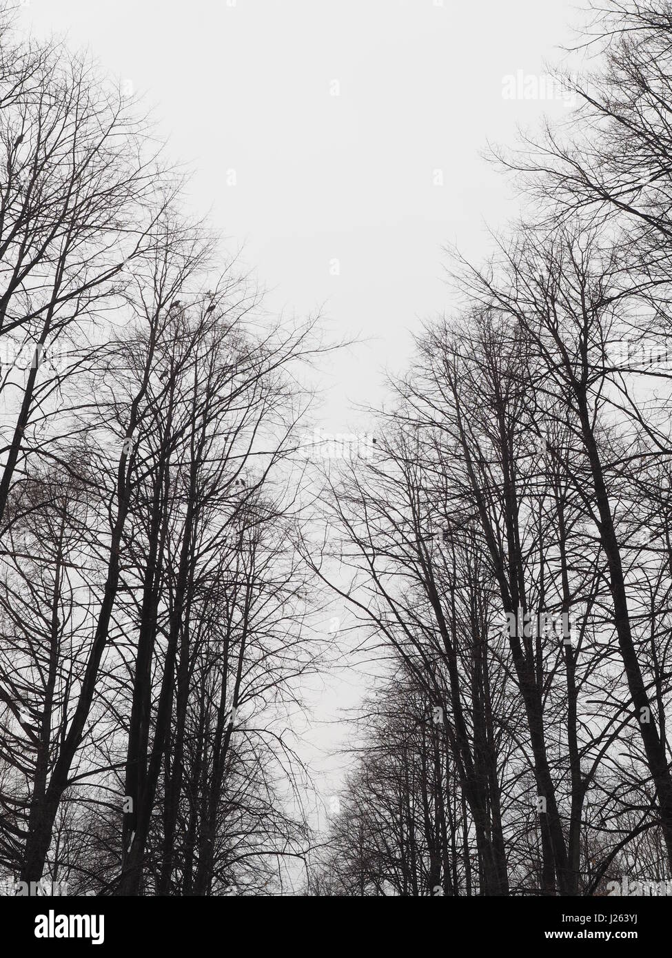 branches of trees in the forest Stock Photo - Alamy