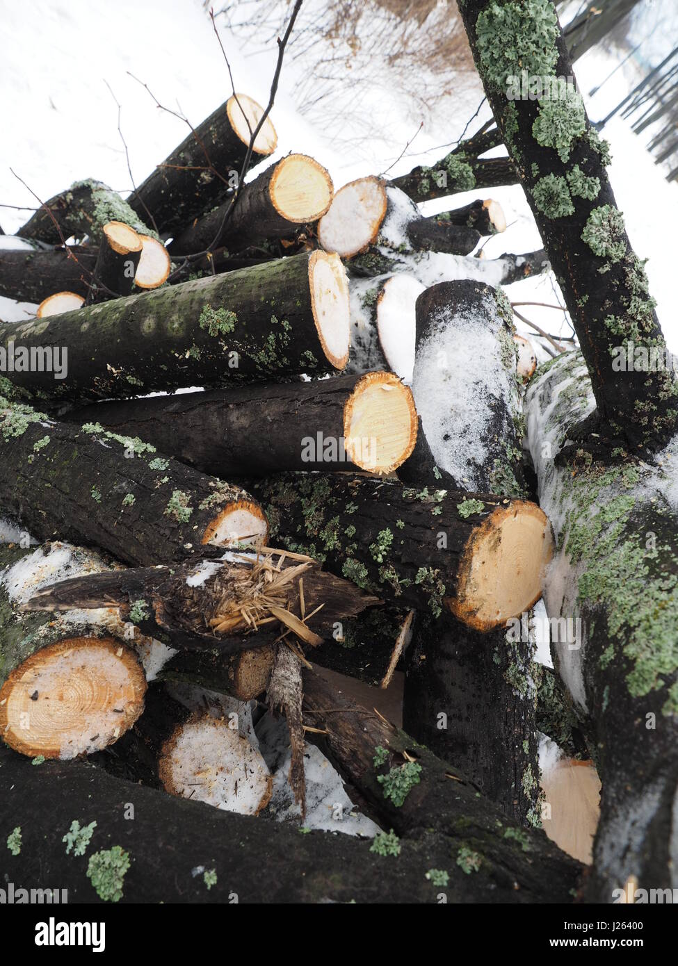 felled trees in the park Stock Photo - Alamy