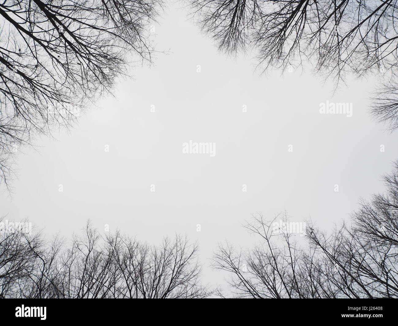 branches of trees in the forest Stock Photo - Alamy