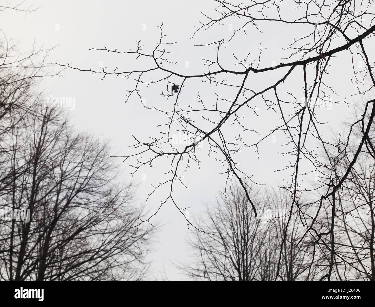 branches of trees in the forest Stock Photo - Alamy
