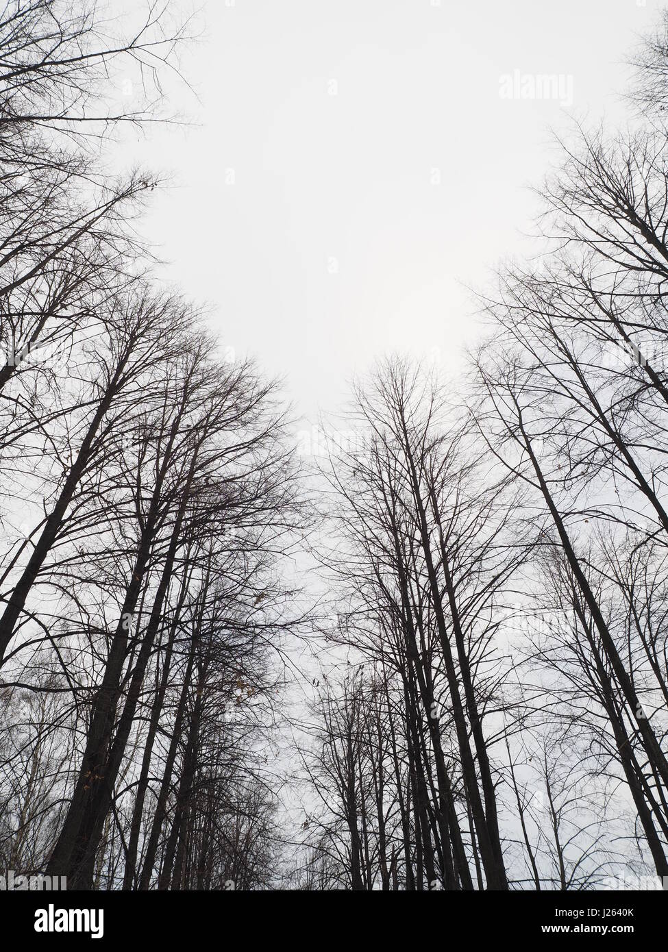 branches of trees in the forest Stock Photo - Alamy