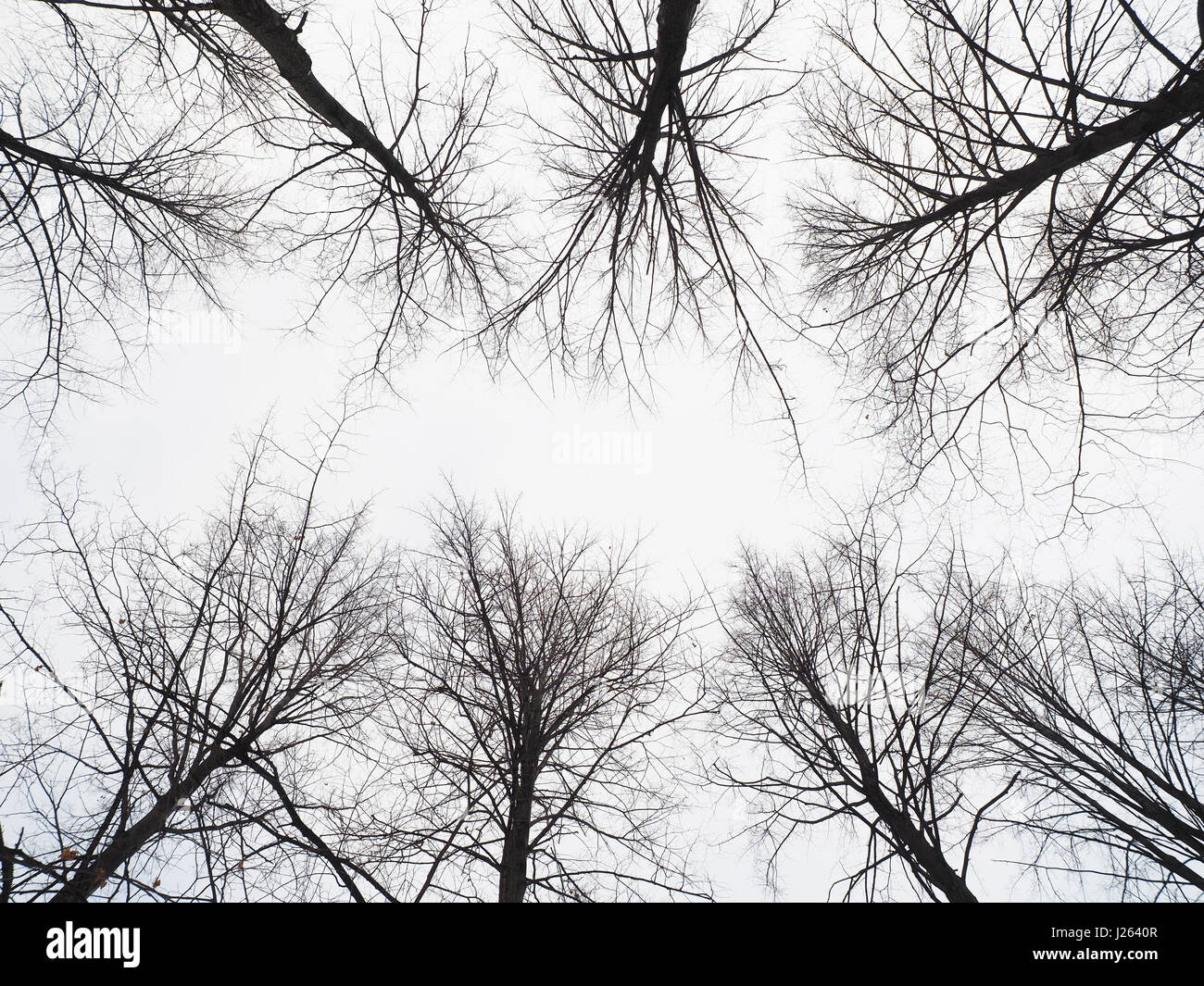 branches of trees in the forest Stock Photo - Alamy