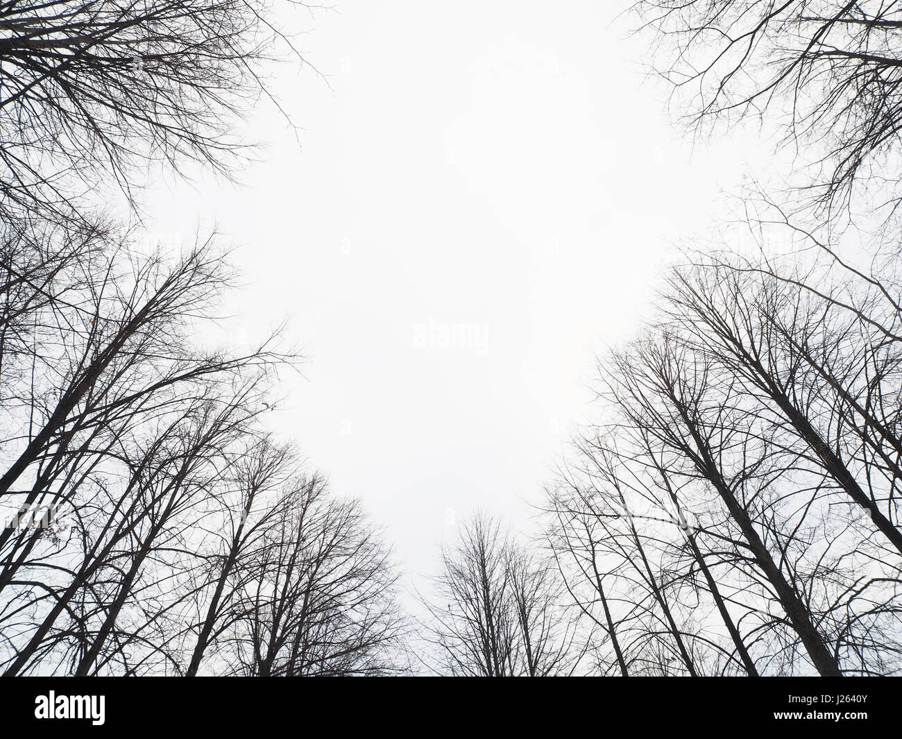 branches of trees in the forest Stock Photo - Alamy