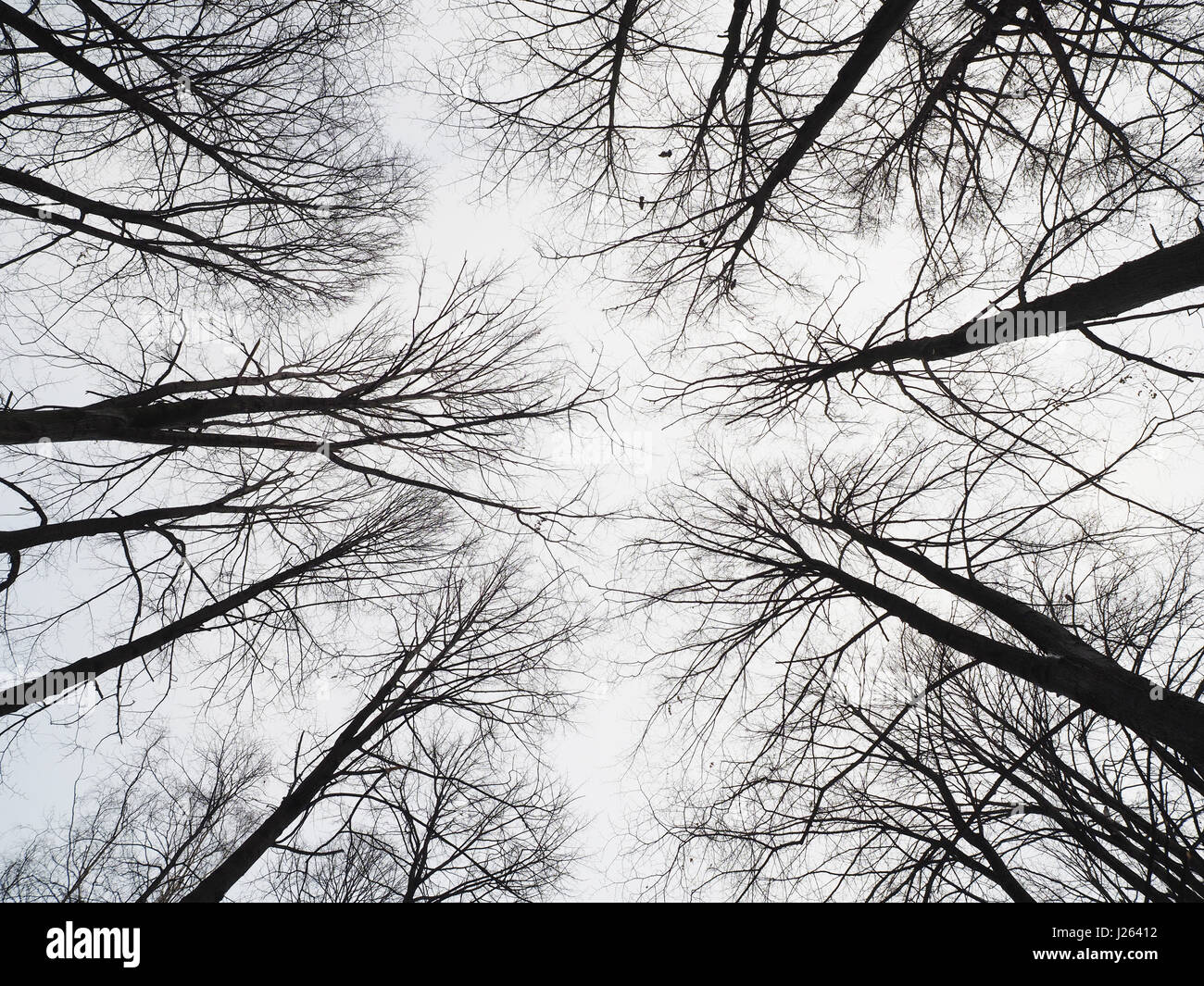 branches of trees in the forest Stock Photo - Alamy