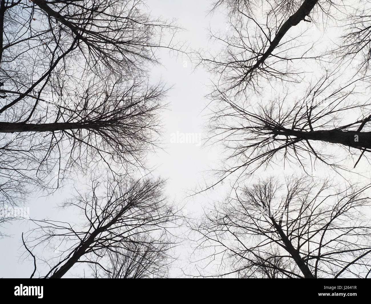 branches of trees in the forest Stock Photo - Alamy