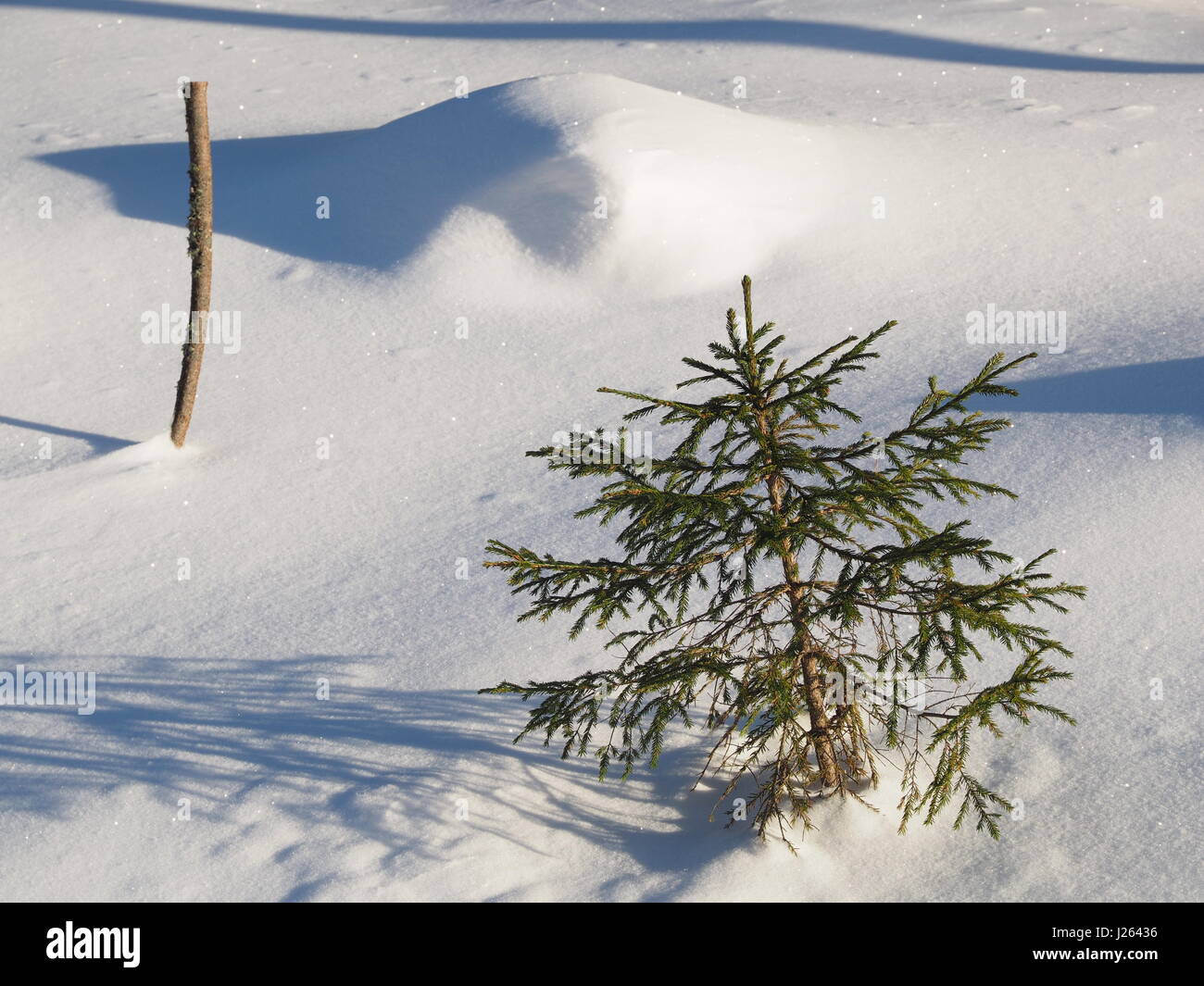 Spruce in the snow Stock Photo - Alamy