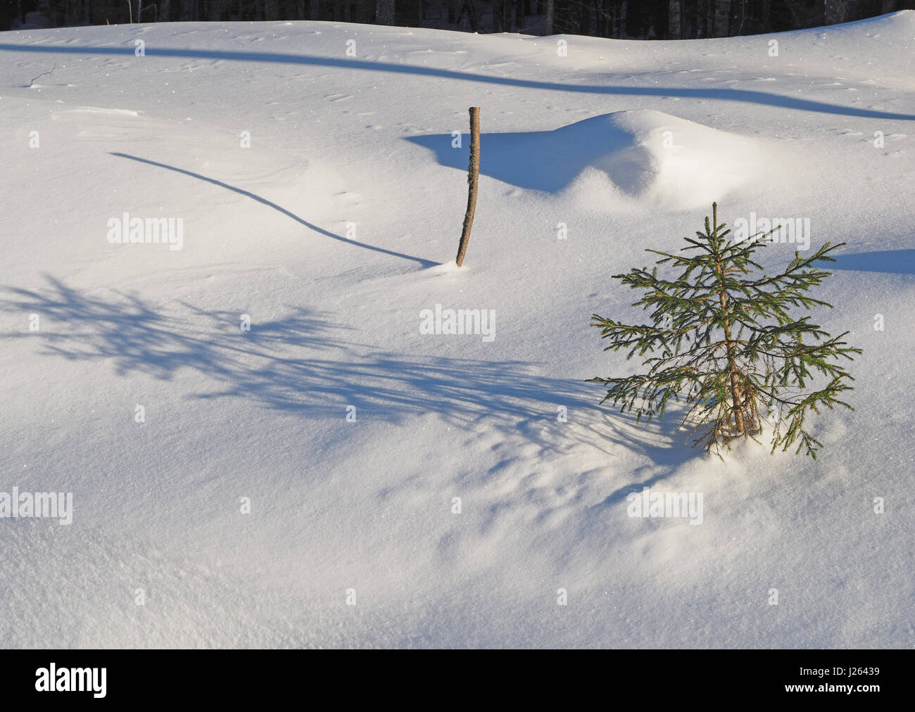 Spruce in the snow Stock Photo - Alamy