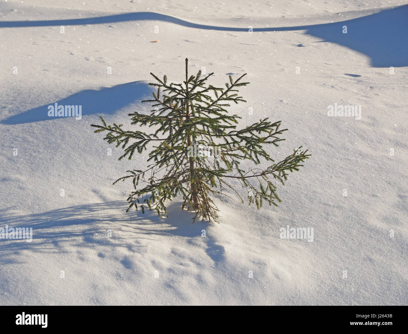 Spruce in the snow Stock Photo - Alamy